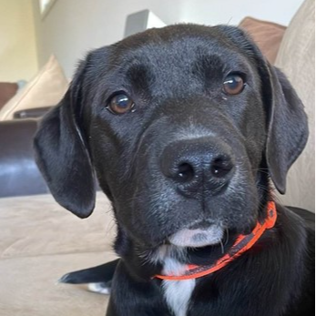 Adopt Macie --- FOSTER or FOSTER TO ADOPT from Adelaide SA | Adopt-A-Dog