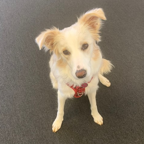 Adopt Maggie from Brisbane QLD | Adopt-A-Dog