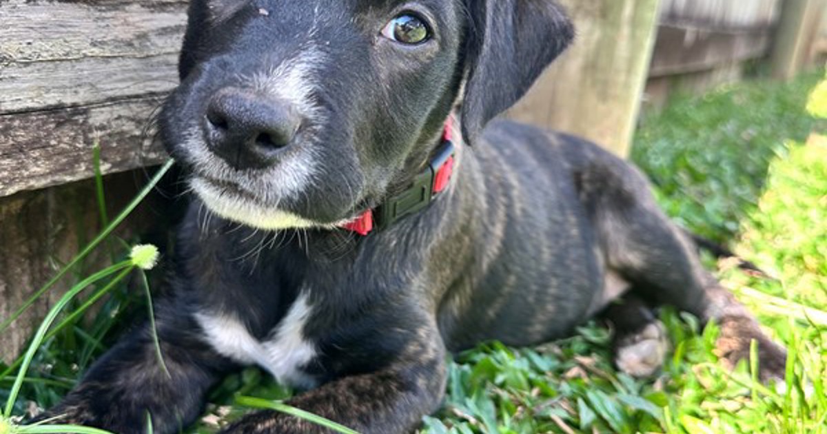 Adopt Nash from Cairns QLD | Adopt-A-Dog