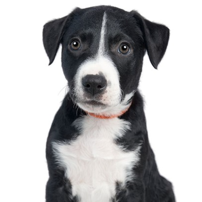 Adopt Rwanda from Brisbane QLD | Adopt-A-Dog