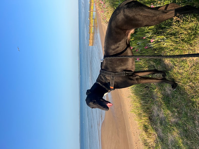 Adopt Wesley from Melbourne VIC | Adopt-A-Dog