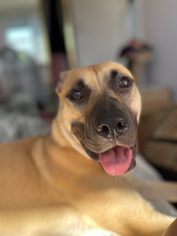 Adopt Flicker from Londonderry NSW | Adopt-A-Dog