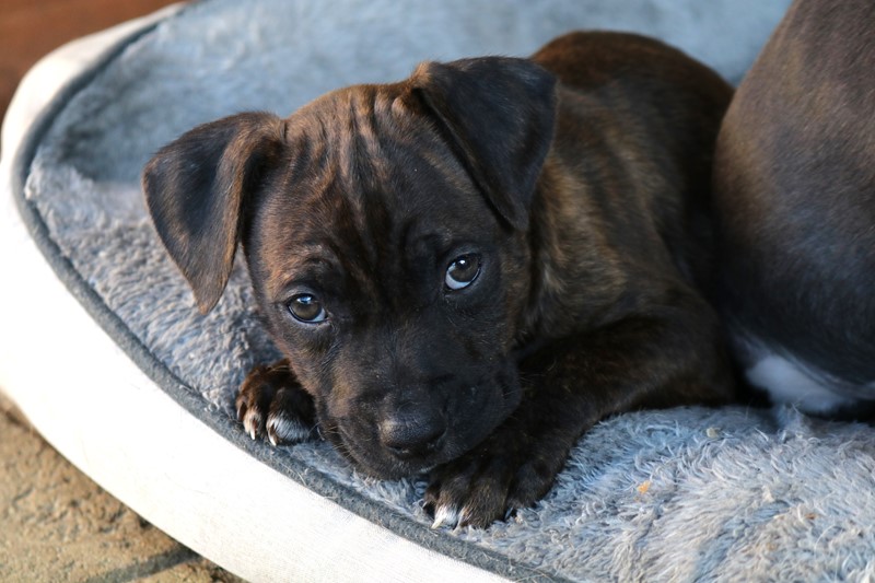 Adopt Miss Sundae from Perth WA | Adopt-A-Dog