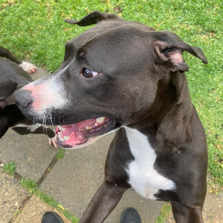 Adopt Kahlua from Perth WA | Adopt-A-Dog