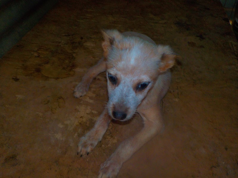 Adopt Carla from MAREEBA QLD | Adopt-A-Dog