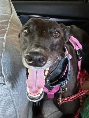 Adopt Jessie from Brisbane QLD | Adopt-A-Dog