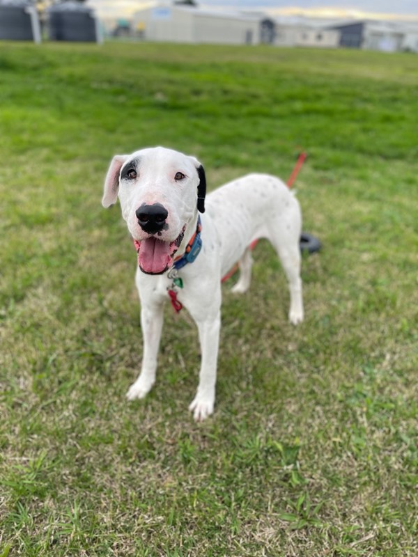 Adopt Patch from KEYSBOROUGH VIC | Adopt-A-Dog