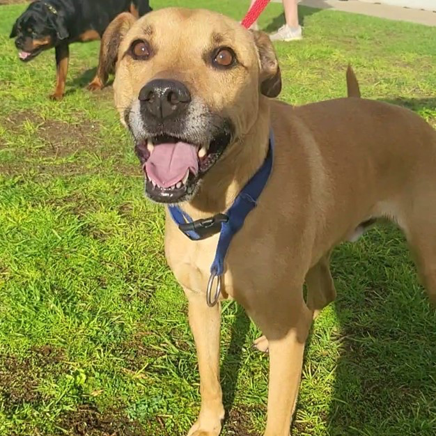Adopt Shaka from Perth WA | Adopt-A-Dog