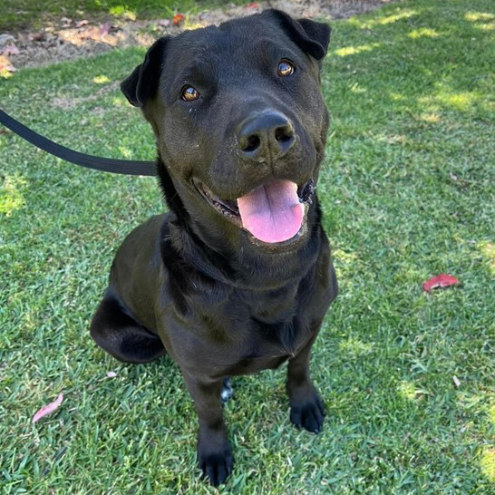 Adopt Raven from Perth WA | Adopt-A-Dog