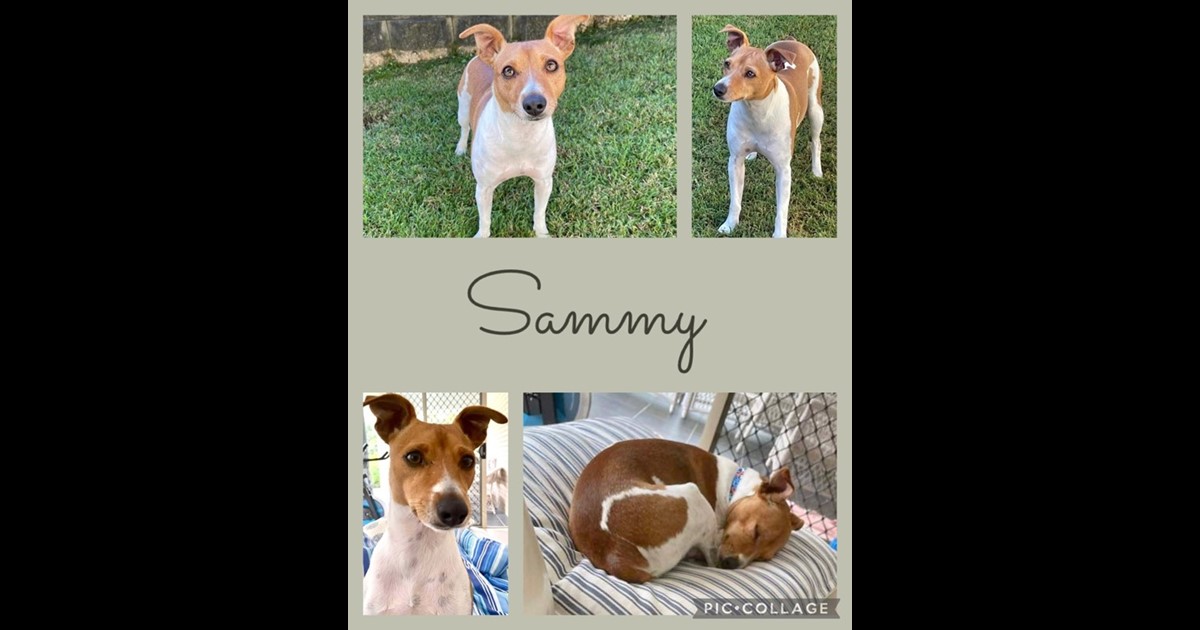 Adopt Sammy from Brisbane QLD | Adopt-A-Dog