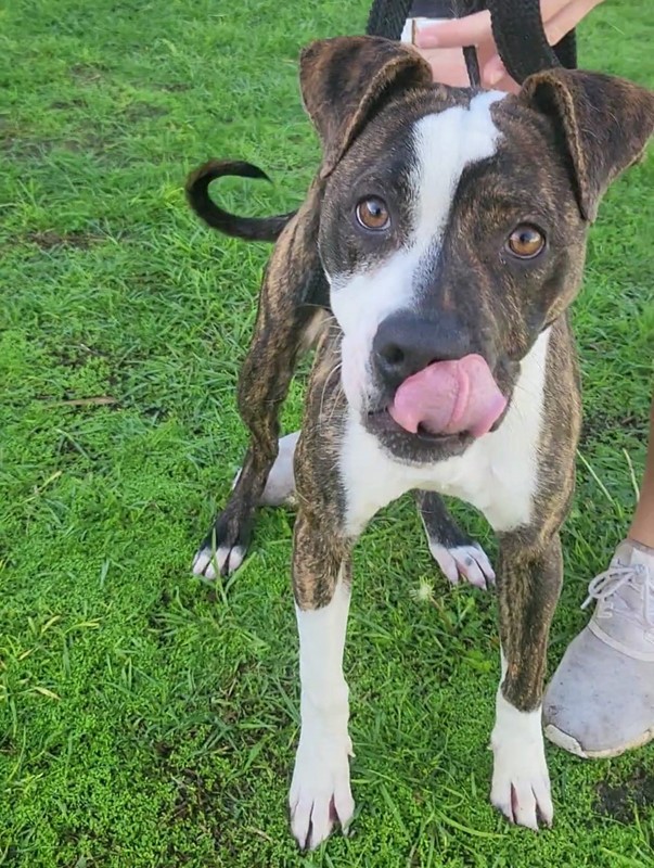 Adopt Missy from Perth WA | Adopt-A-Dog