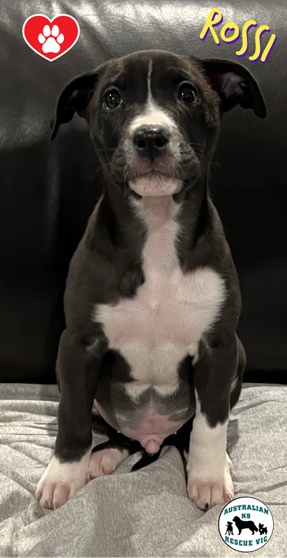 Adopt Rossi from Doreen VIC | Adopt-A-Dog