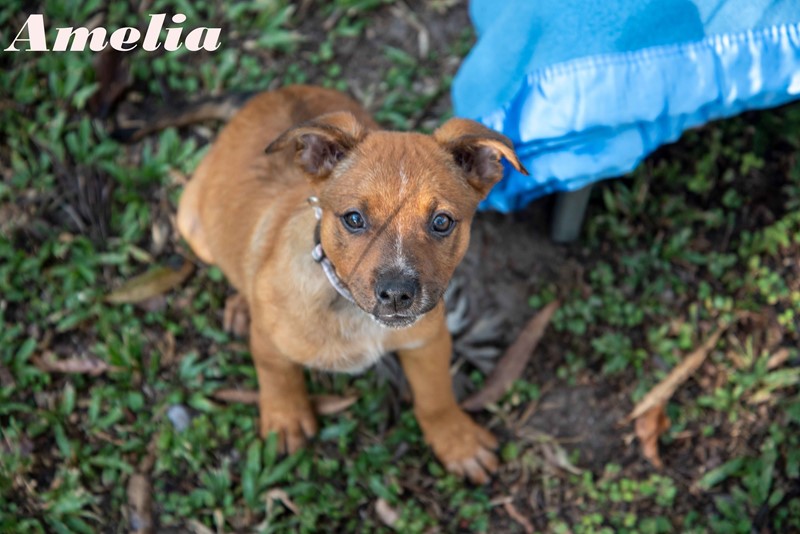 Adopt AMELIA from BLUEWATER PARK QLD | Adopt-A-Dog