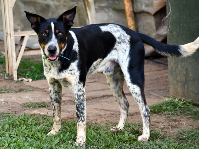 Adopt Spanner from Cairns QLD | Adopt-A-Dog