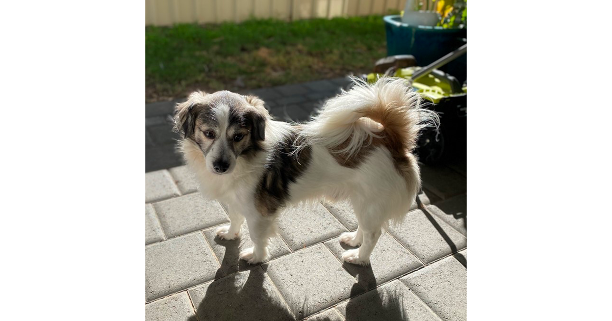 Adopt Sebastian from Perth WA | Adopt-A-Dog