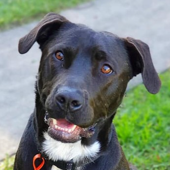Adopt Cole from Brisbane QLD | Adopt-A-Dog