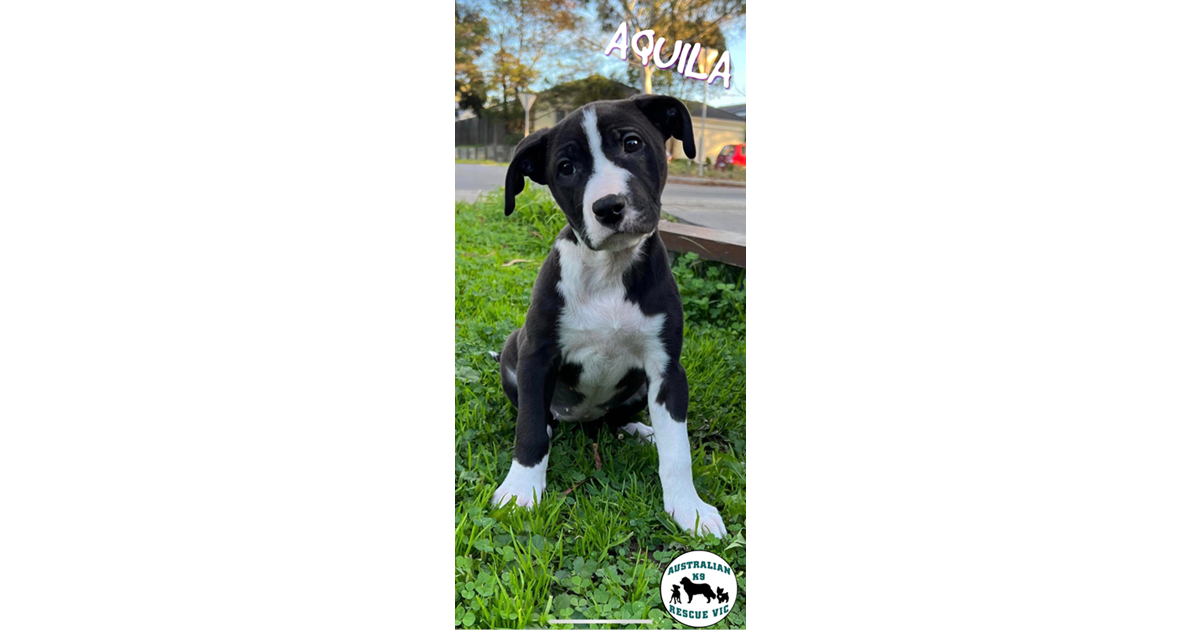 Adopt Aquila from Doreen VIC | Adopt-A-Dog