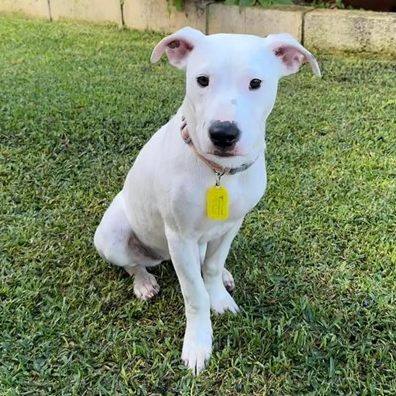 Adopt Jasmine from Perth WA | Adopt-A-Dog