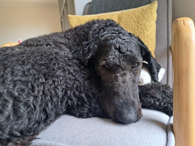 Adopt Neva Tremayne from Huntingdale VIC | Adopt-A-Dog