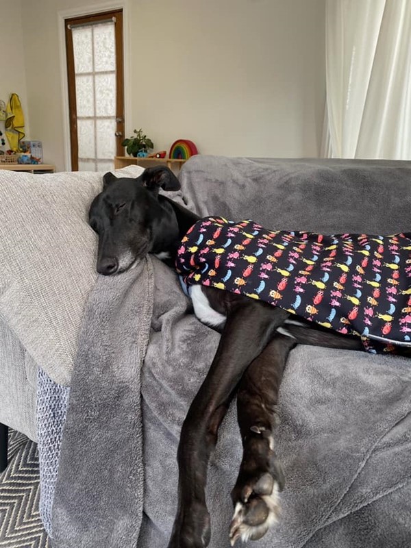 Adopt Betty from Perth WA | Adopt-A-Dog