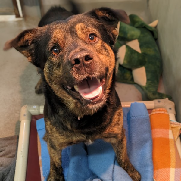 Adopt Caesar from Shenton Park WA | Adopt-A-Dog