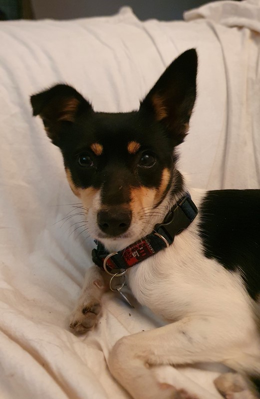 Adopt Kalana from Parkwood WA | Adopt-A-Dog