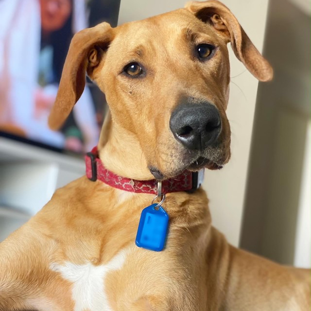 Adopt Larry from Perth WA | Adopt-A-Dog