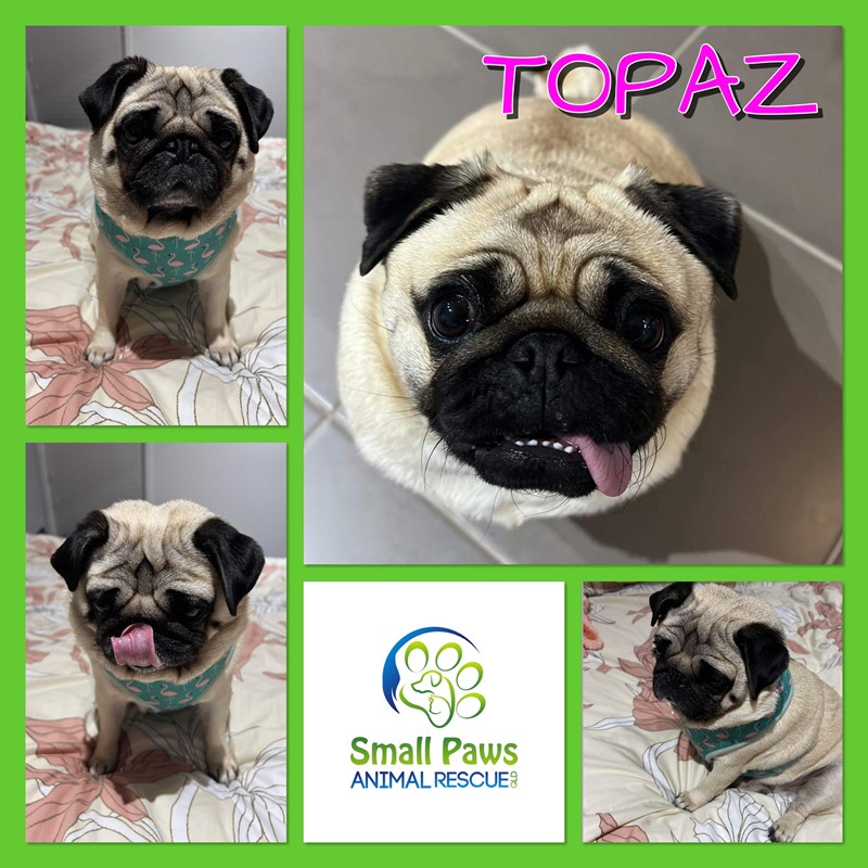 Adopt Topaz from Fitzgibbon QLD | Adopt-A-Dog