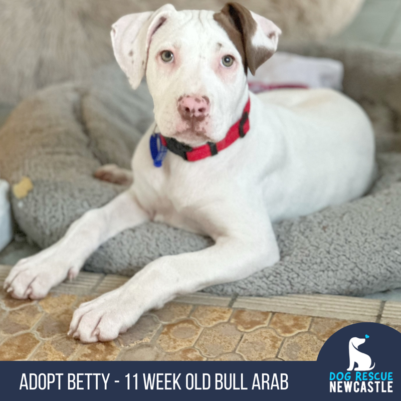 Adopt Betty from Belmont NSW | Adopt-A-Dog