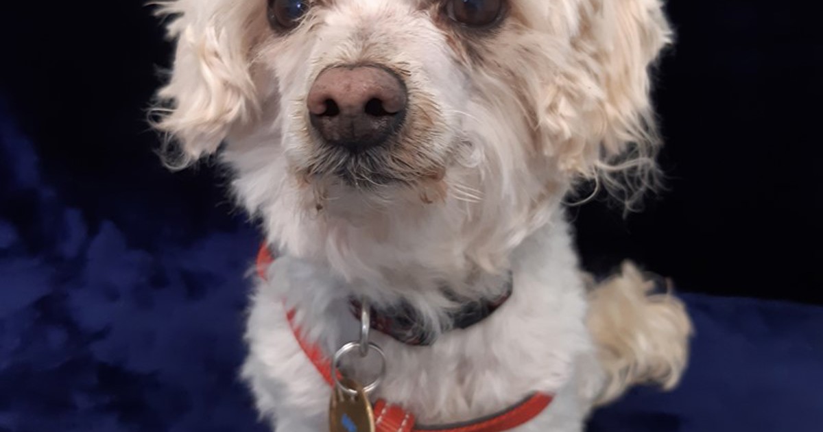 Adopt Jessie from Wonga Park VIC | Adopt-A-Dog
