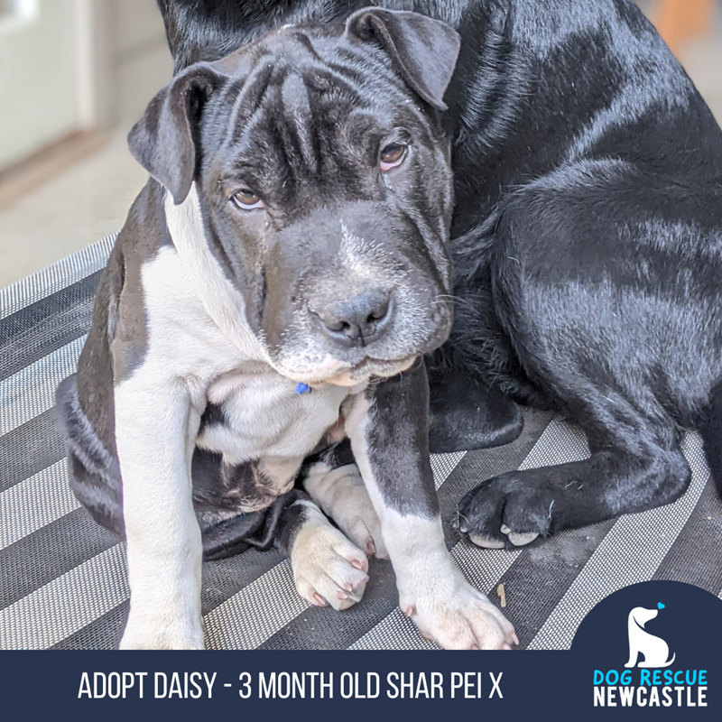 Adopt Daisy (Trial 27/8/23) from Newcastle NSW | Adopt-A-Dog