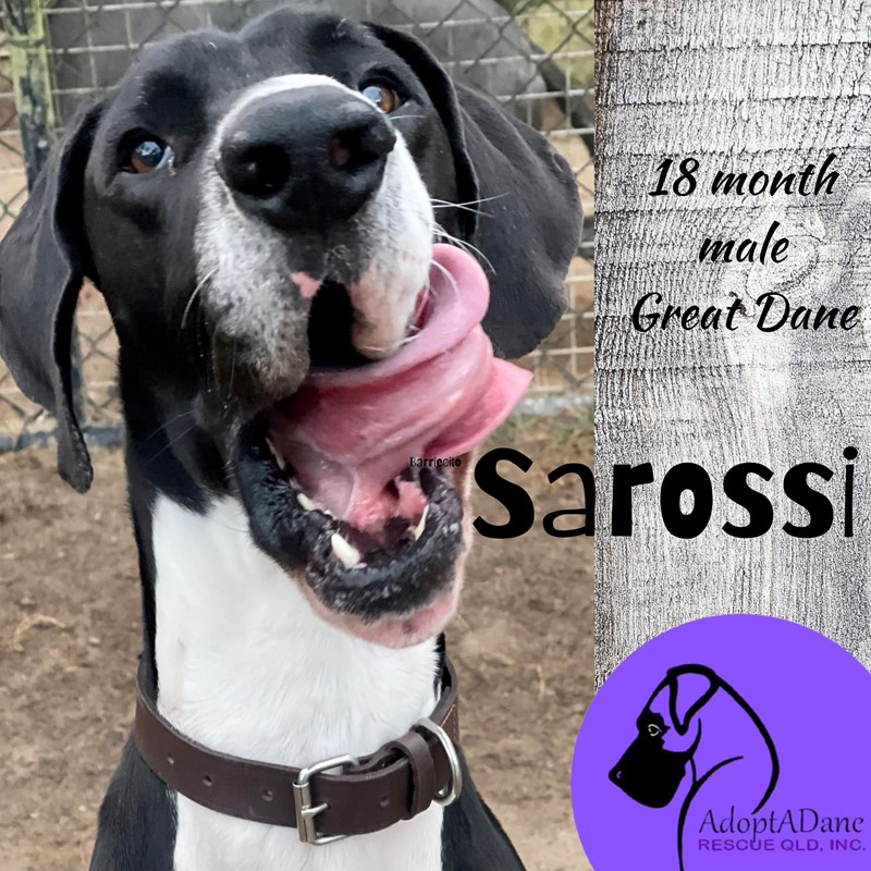 Adopt Sarossi from Brisbane QLD | Adopt-A-Dog