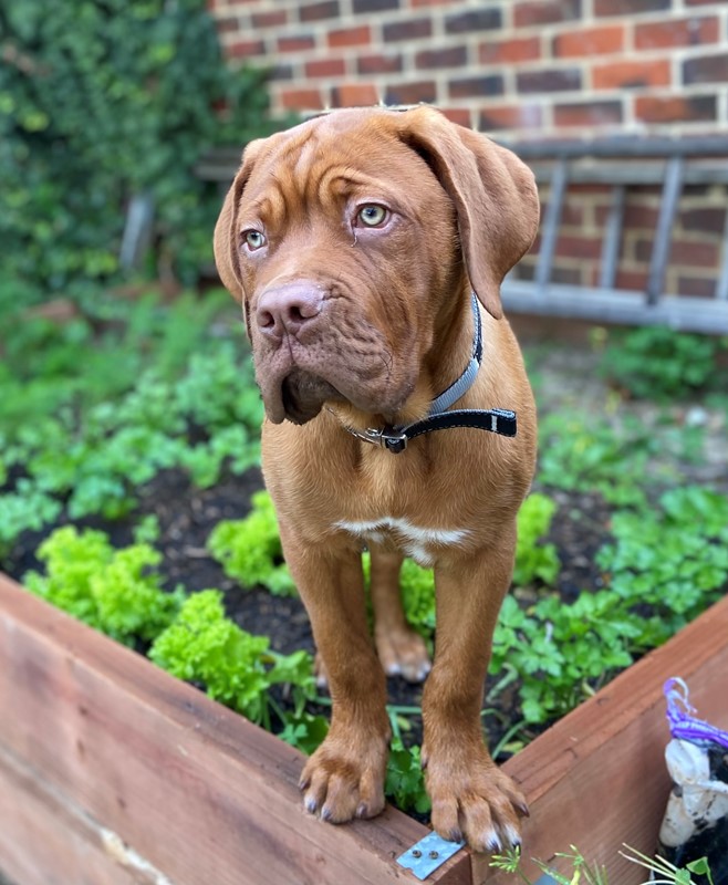 Adopt George from Perth WA | Adopt-A-Dog