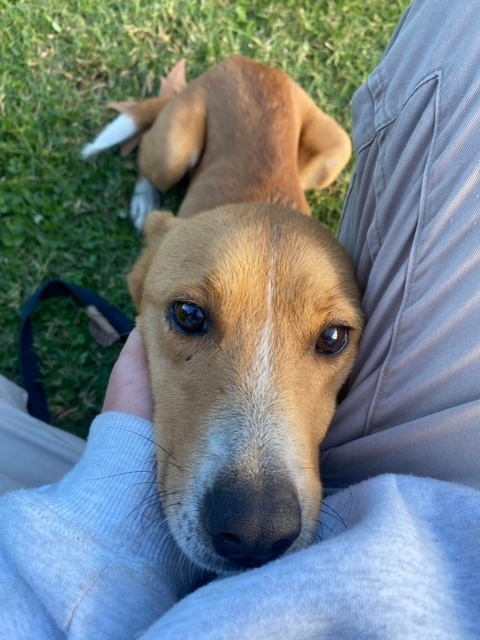 Adopt Avati from Castle Hill NSW | Adopt-A-Dog