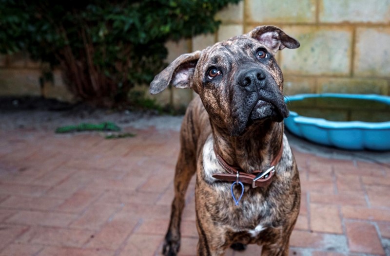 Adopt Simba from Perth WA | Adopt-A-Dog