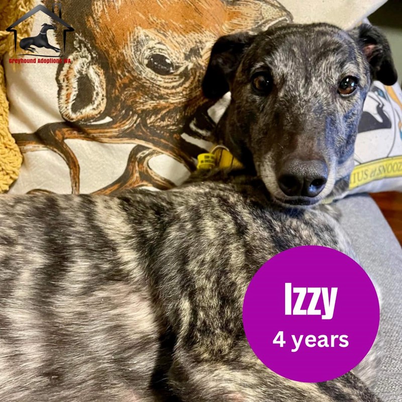 Adopt Izzy from Perth WA | Adopt-A-Dog