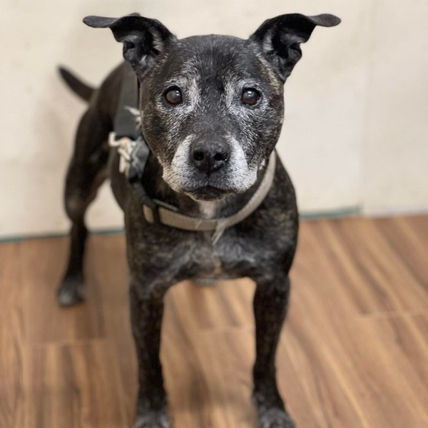 Adopt Jessie from Wondai QLD | Adopt-A-Dog