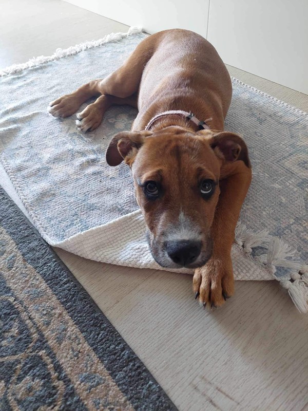 Adopt Corfu - Island Litter from Deception Bay QLD | Adopt-A-Dog