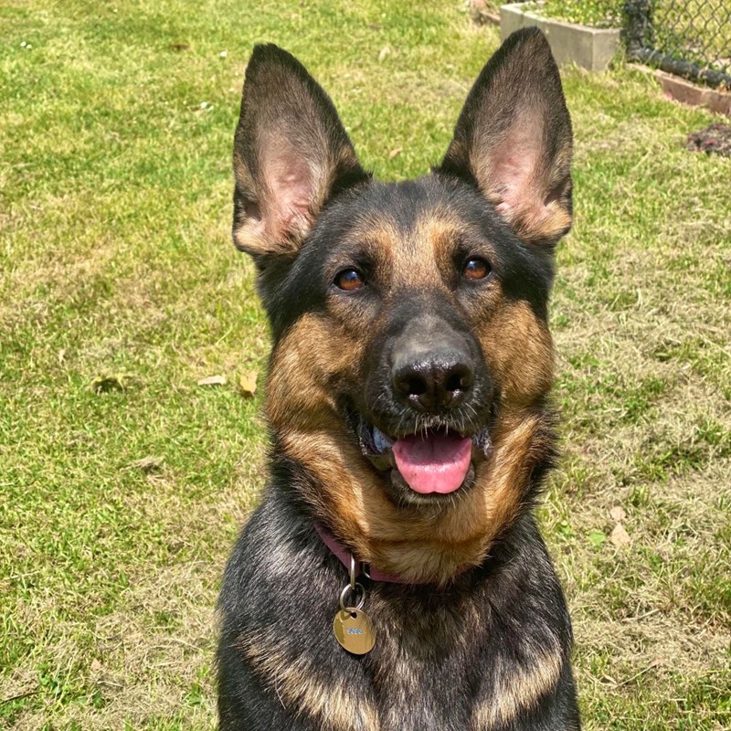 Adopt Meisha from Wonga Park VIC | Adopt-A-Dog