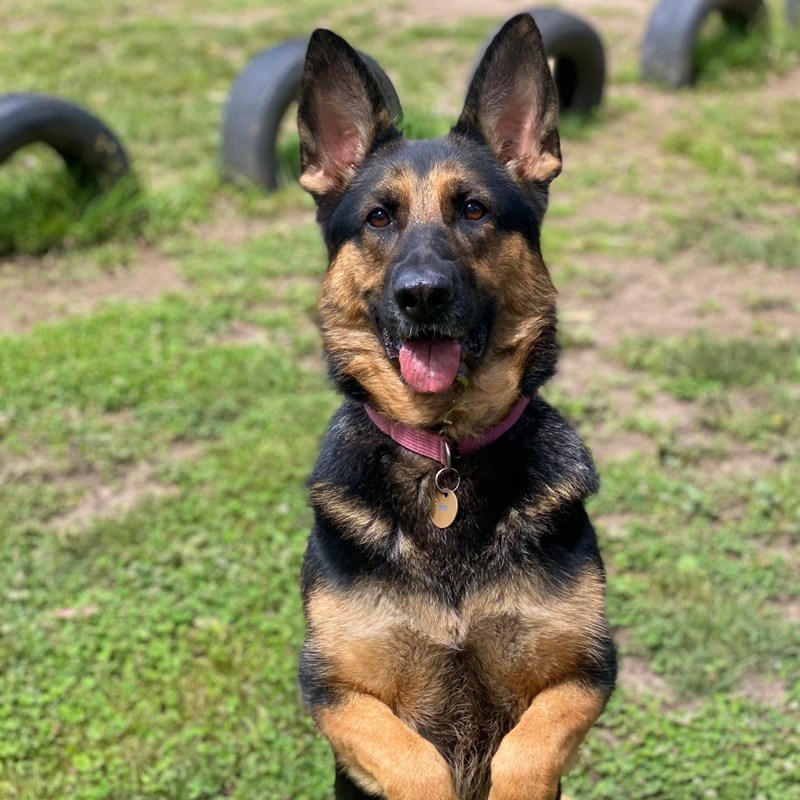 Adopt Meisha from Wonga Park VIC | Adopt-A-Dog