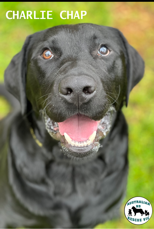 Adopt Charlie Chap from Watsonia VIC | Adopt-A-Dog
