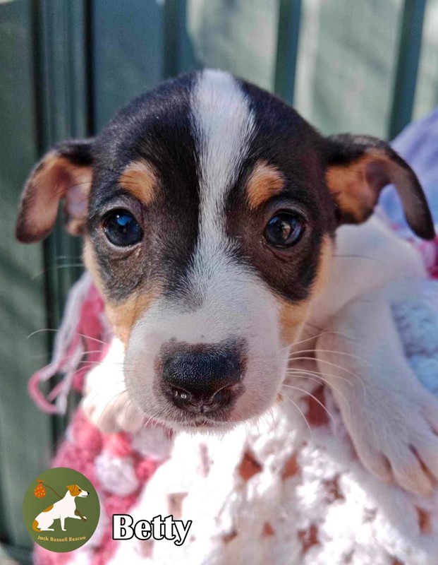 Adopt Betty from Londonderry NSW | Adopt-A-Dog