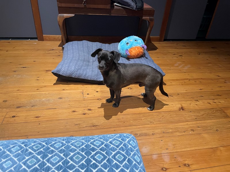 Adopt Negan from Wallsend NSW | Adopt-A-Dog