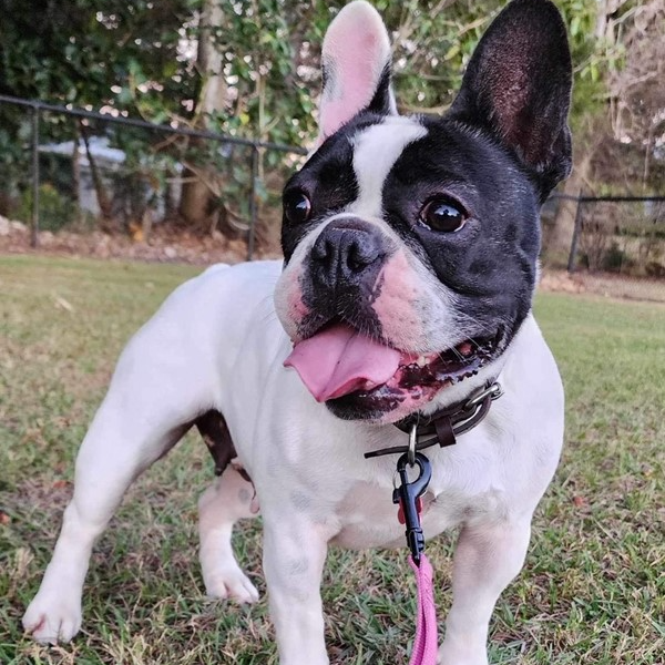 Adopt Paris from Brisbane QLD | Adopt-A-Dog