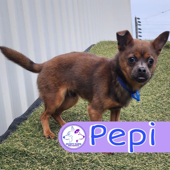 Adopt Pepi from Hallett Cove SA | Adopt-A-Dog