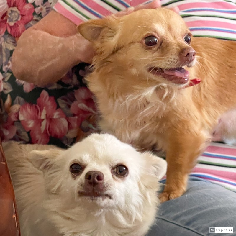 Adopt Paris from Warwick QLD | Adopt-A-Dog