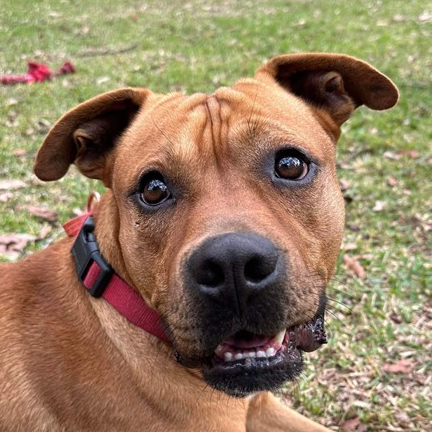 Adopt Rodney from Brisbane QLD | Adopt-A-Dog