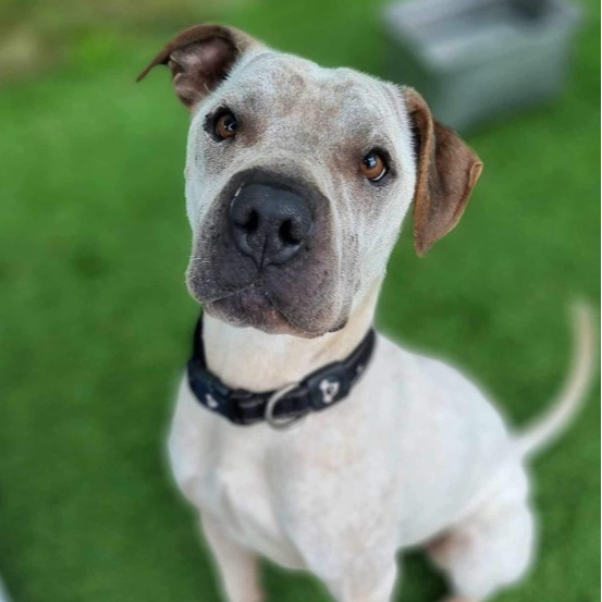 Adopt Elliot from 27 Talbot Road, Southern River WA | Adopt-A-Dog