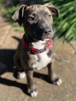 Adopt Jenna from Banksia Park SA | Adopt-A-Dog