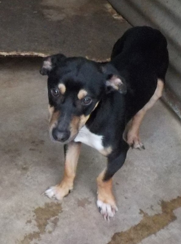 Adopt Casper from MAREEBA QLD | Adopt-A-Dog